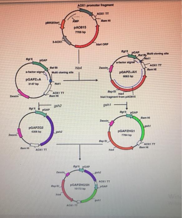 Solved AOX1 promotor fragment AOXI TT AMP Ram HD pi222001 | Chegg.com