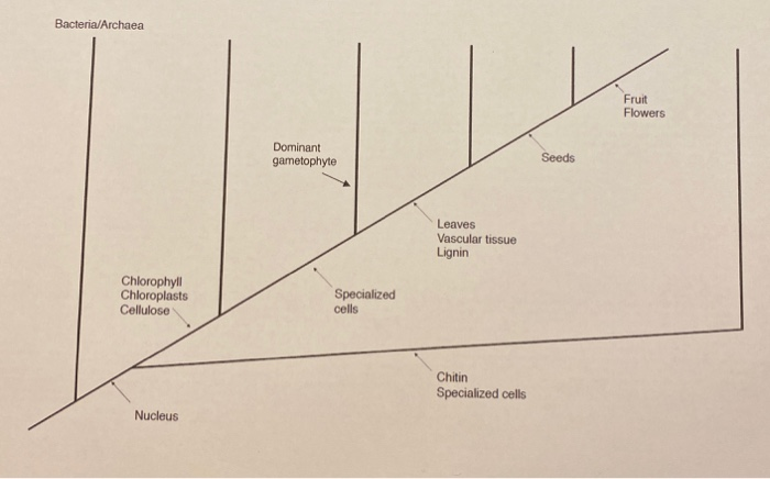 Solved Classify the following on the cladogram into the | Chegg.com