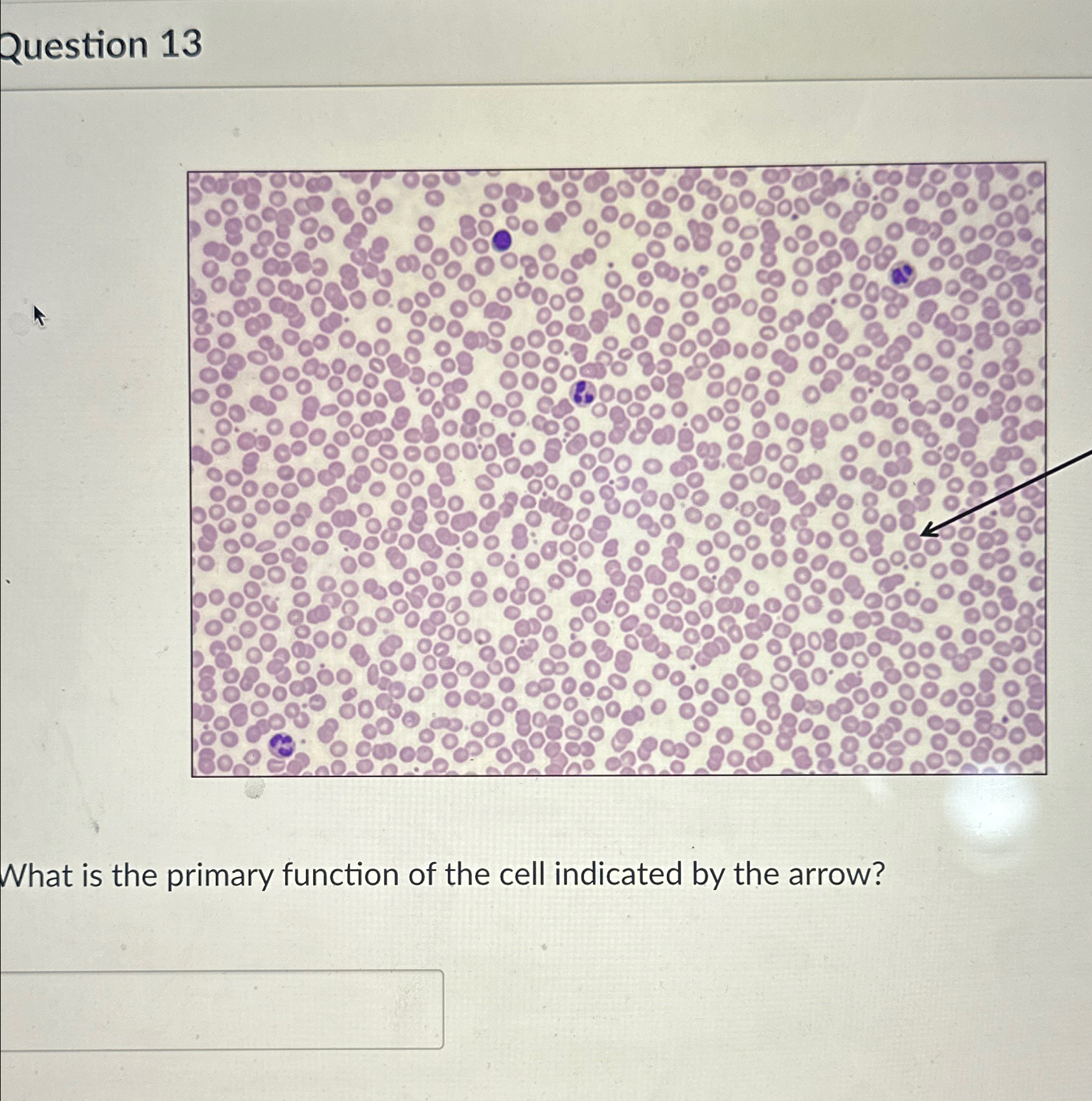 Solved Question 13What is the primary function of the cell | Chegg.com