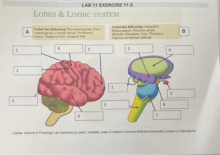 Solved LAB 11 EXERCISE 11-2 LOBES & LIMBIC SYSTEM Label the | Chegg.com