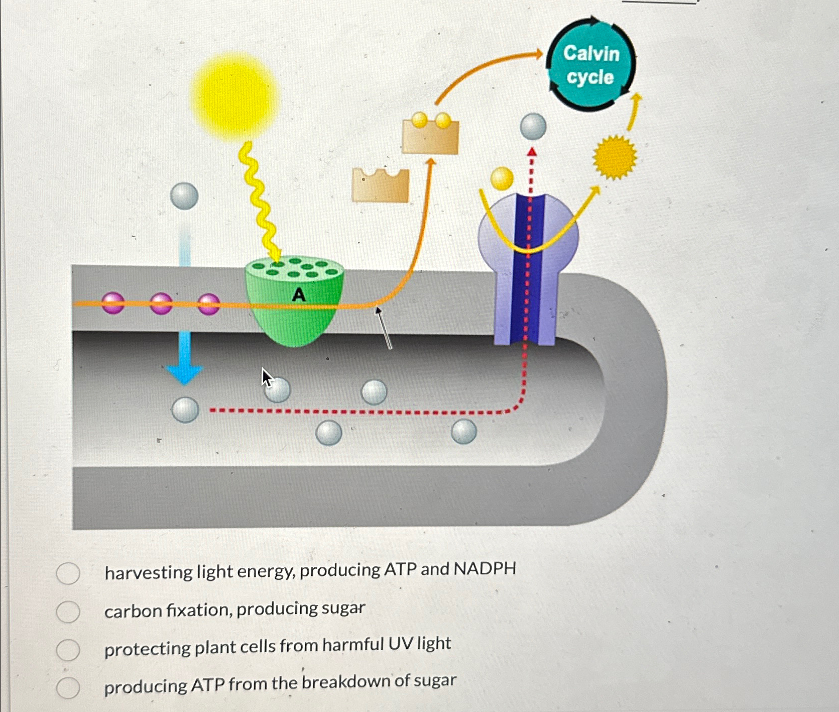 Solved harvesting light energy, producing ATP and | Chegg.com