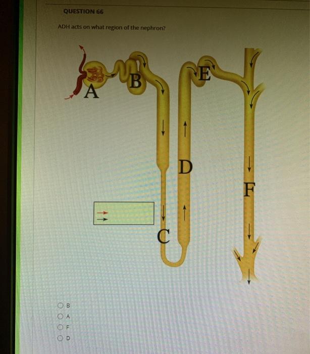 Solved QUESTION 66 ADH acts on what region of the nephron? E | Chegg.com
