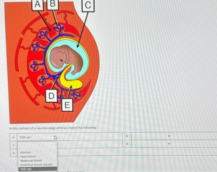 Solved in this cartoon of a neurula-stage embryo, match the | Chegg.com