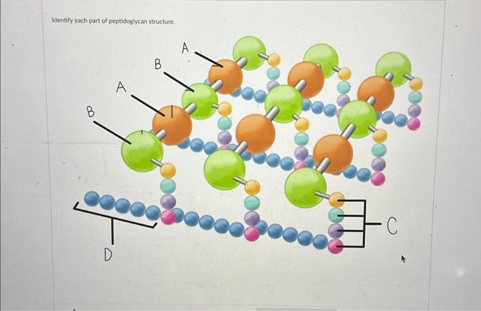 Solved Define what A, B, C and D are possible answers: NAG, | Chegg.com
