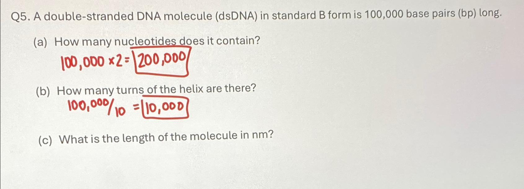 Solved Q5. ﻿A double-stranded DNA molecule (dsDNA) ﻿in | Chegg.com