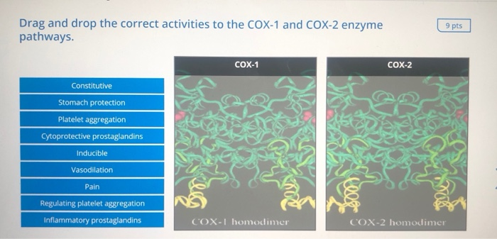 Solved Drag and drop the correct activities to the COX-1 and | Chegg.com