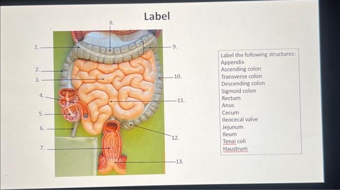 Solved Label the following structures: Appendix Ascending | Chegg.com