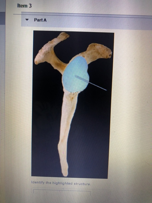 Solved Item 3 Part A Identify the highlighted structure | Chegg.com