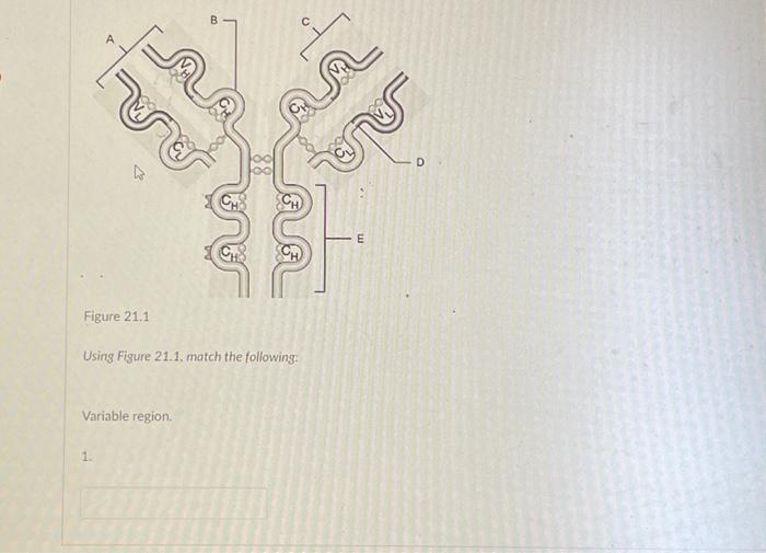 Solved Figure 21.1 Using Figure 21.1, match the following: | Chegg.com