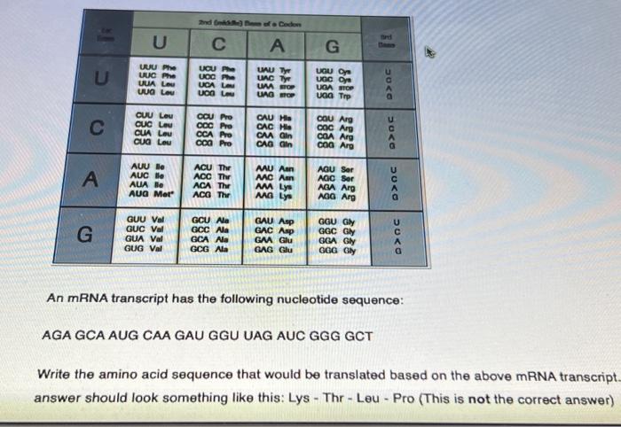 Solved An mRNA transcript has the following nucleotide | Chegg.com
