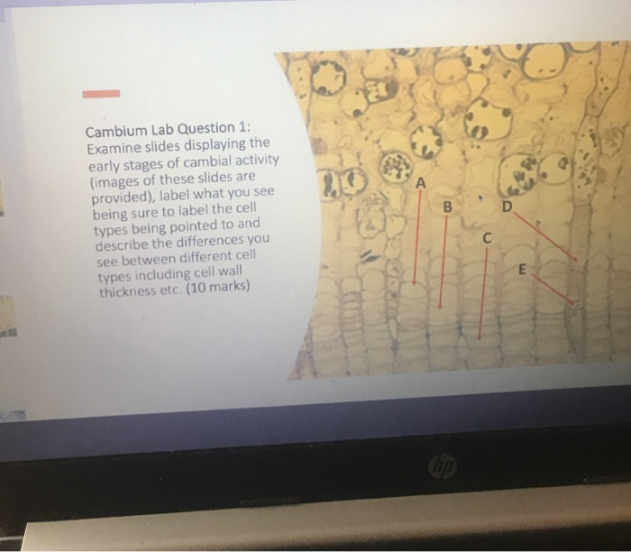 20 A B D Cambium Lab Question 1: Examine slides | Chegg.com