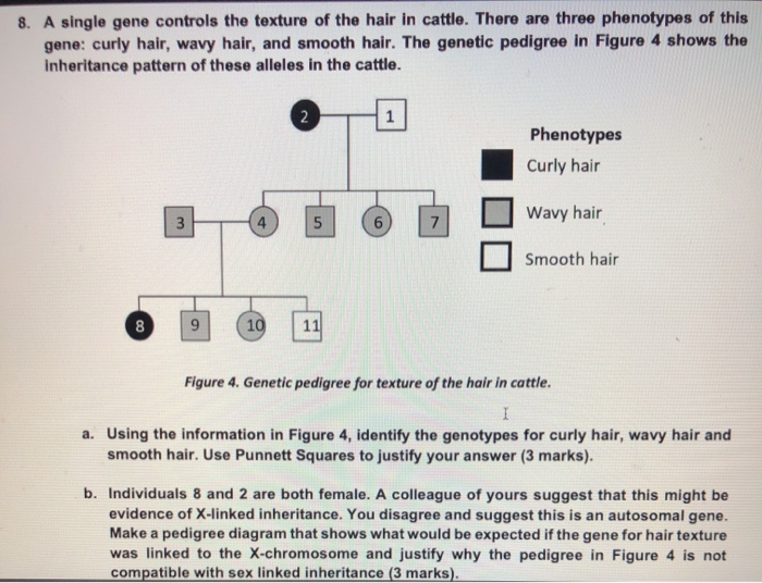 Solved 8. A single gene controls the texture of the hair in | Chegg.com