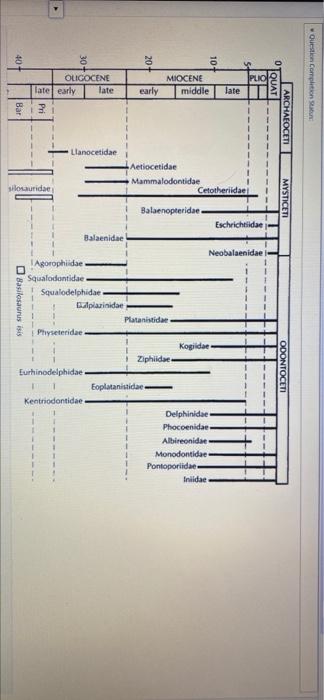 Solved using the whale fossil record graph, which group, of | Chegg.com