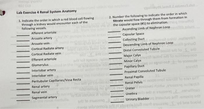 Solved Lab Exercise 4 Renal System Anatomy 1. Indicate the | Chegg.com
