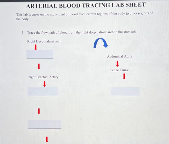 Solved ARTERIAL BLOOD TRACING LAB SHEET This lab focuses on | Chegg.com