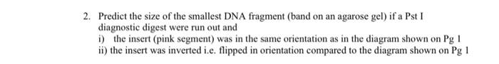 Solved 2. Predict the size of the smallest DNA fragment | Chegg.com