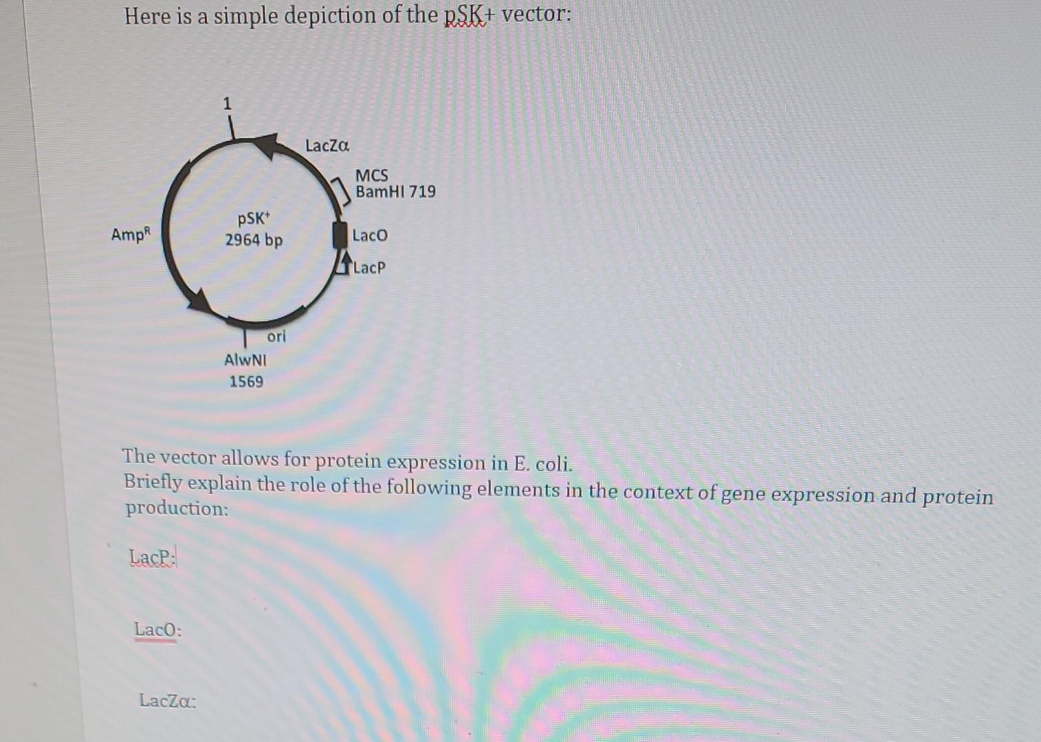 Solved Here is a simple depiction of the pSK+ vector: The | Chegg.com