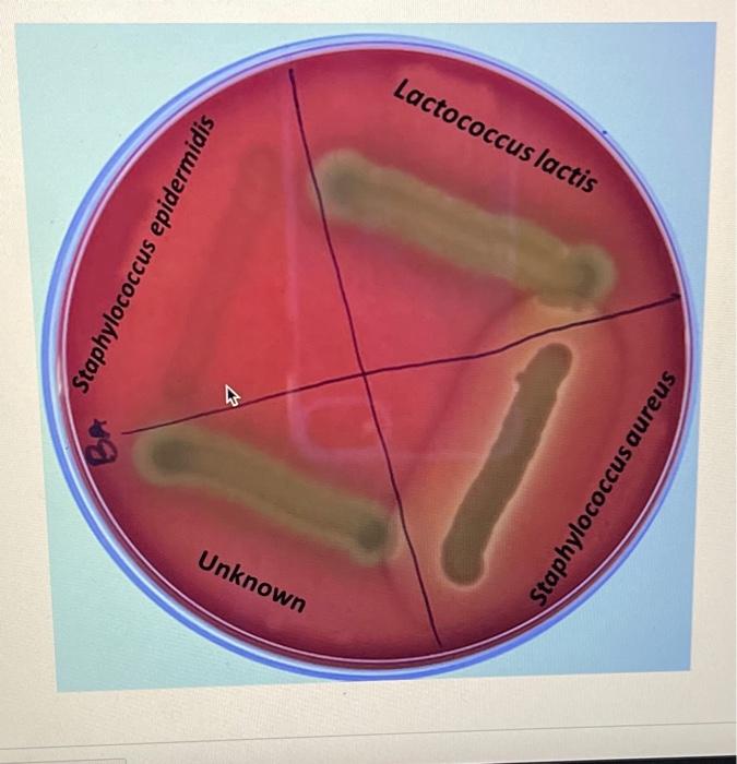 Solved BA Staphylococcus epidermidis Unknown Lactococcu | Chegg.com