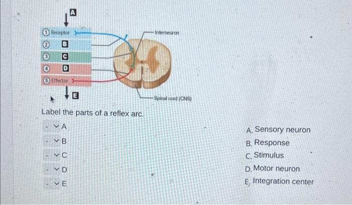 Solved Label the parts of a reflex arc. A. Sensory neuron B. | Chegg.com