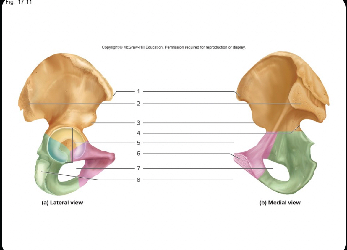 Solved Fig. 17.11(a) ﻿Lateral view(b) ﻿Medial view | Chegg.com
