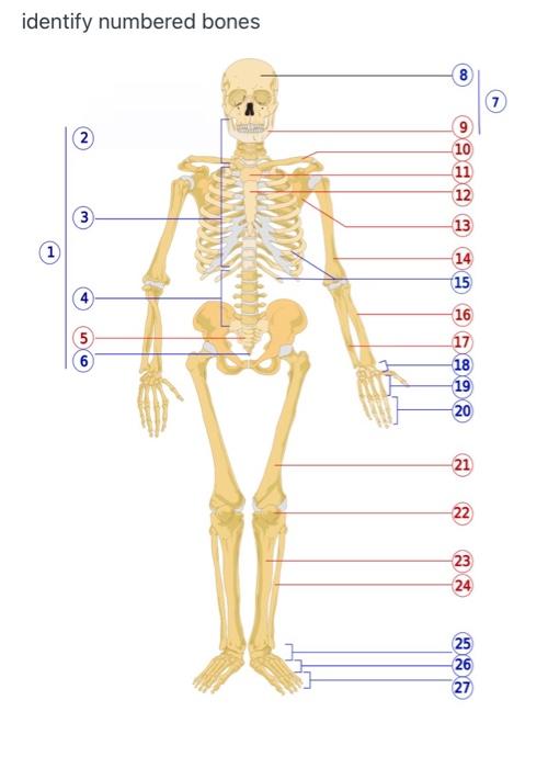 Solved identify numbered bones 1 2 10 11 12 (3 13 (1 4 5 6 | Chegg.com