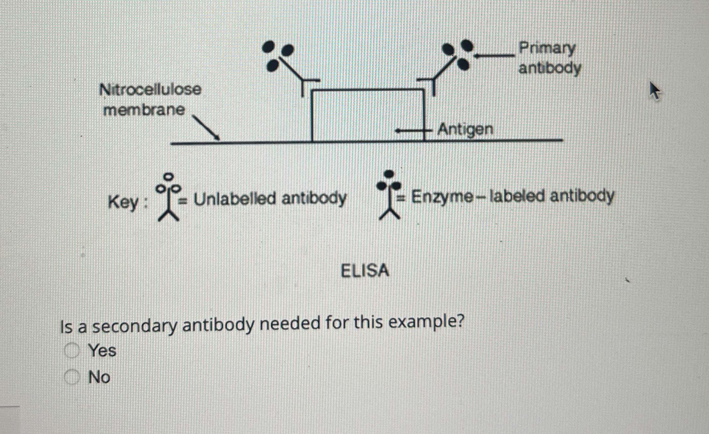 Solved Key : ∴= ﻿Unlabelled antibody :. ﻿Enzyme-labeled | Chegg.com