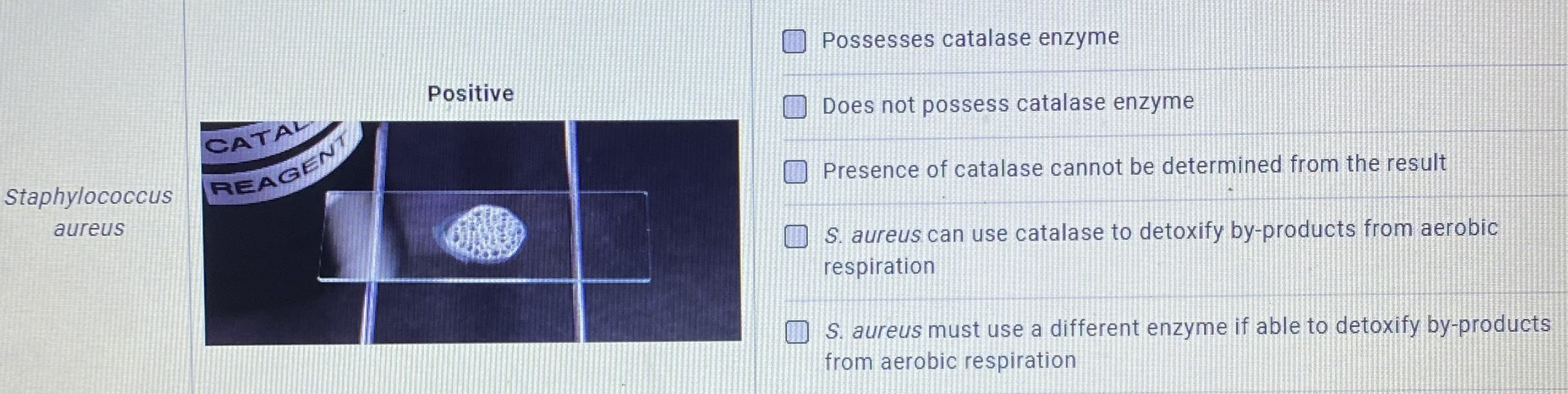 Solved Possesses catalase enzymeDoes not possess catalase | Chegg.com