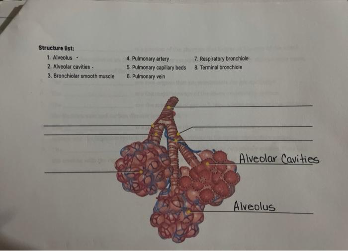 Solved Structure list: 1. Alveolus 2. Alveolar cavities. 3. | Chegg.com