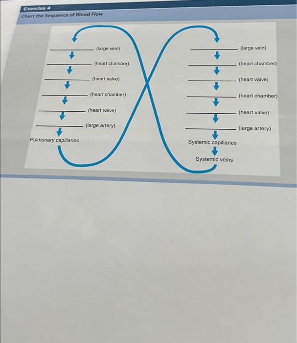 Solved Exercise 4 Chart the Sequence of Blood Flow Pulmonary | Chegg.com Solved Exercise 4 Chart the Sequence of Blood Flow Pulmonary | Chegg.com