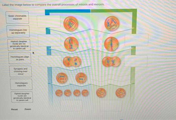 Solved Label the image below to compare the overall | Chegg.com