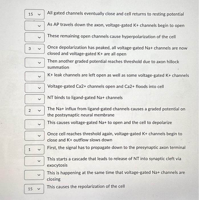 Solved Explain the process of action potential propagation | Chegg.com