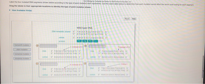 Solved If a segment of DNA were replicated without any | Chegg.com