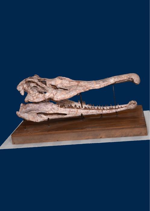 Solved The shape and uniformity of teeth are helpful | Chegg.com