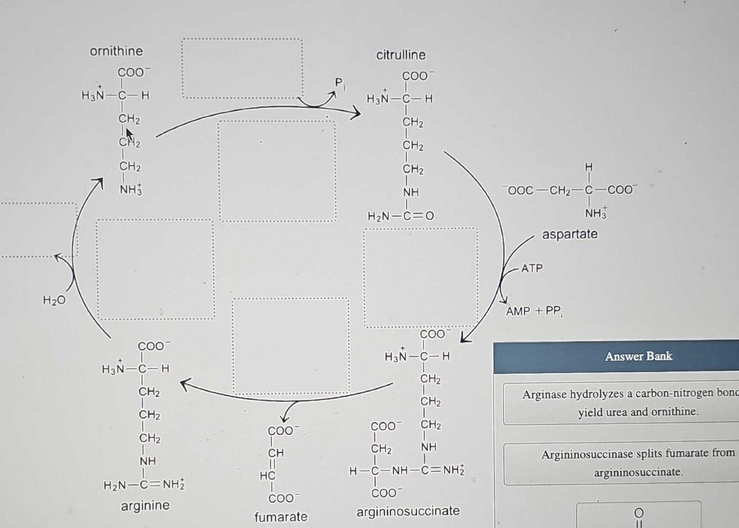 Solved abel each of the intermediates in the urea | Chegg.com