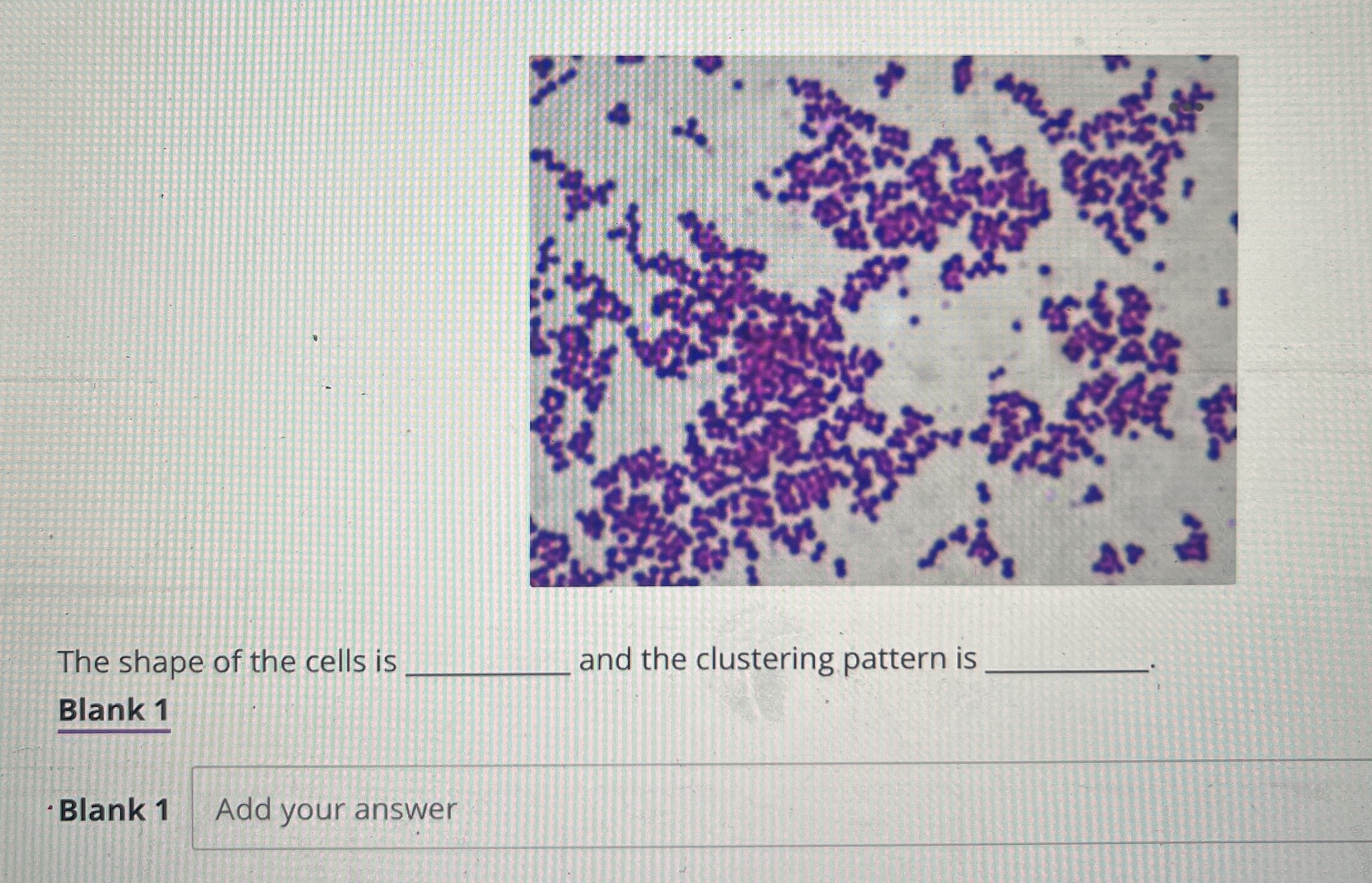 Solved The shape of the cells is ﻿and the clustering | Chegg.com