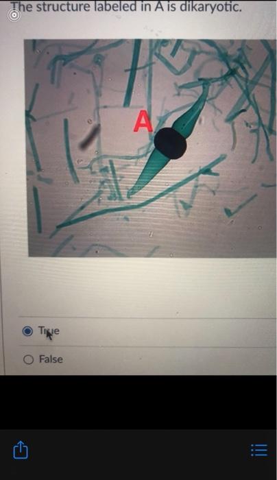 Solved The structure labeled in A is dikaryotic. АА Tipe | Chegg.com