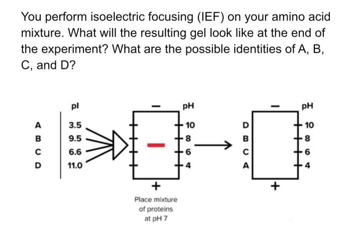 Solved You perform isoelectric focusing (IEF) on your amino | Chegg.com