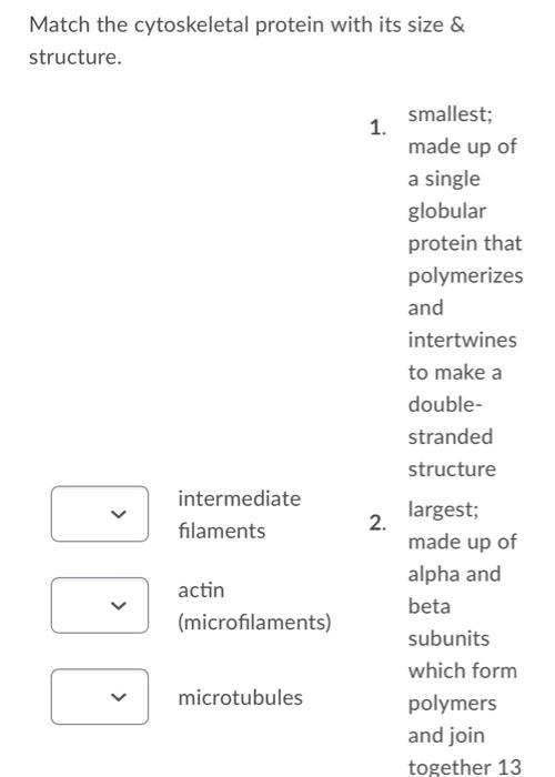 Solved Match the cytoskeletal protein with its size & | Chegg.com