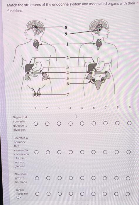 Solved Match the structures of the endocrine system and | Chegg.com