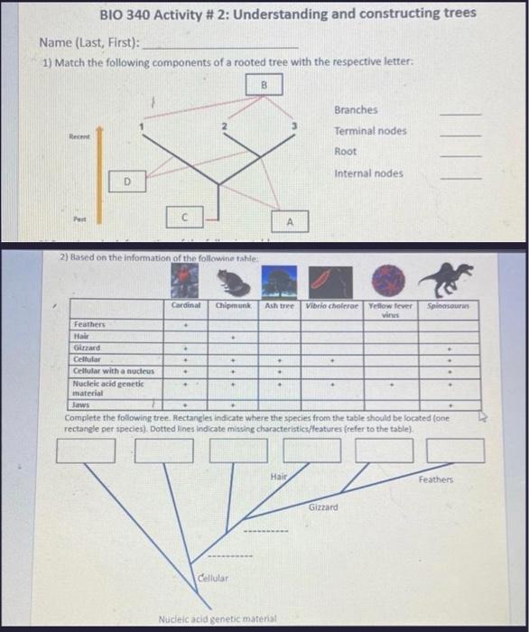 Solved B1O 340 Activity \\# 2: Understanding and | Chegg.com