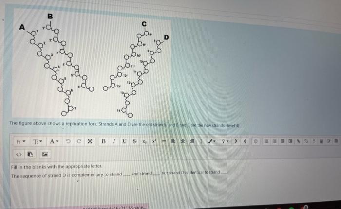 Solved Codons and anticodonsAn operon conssts of 5 genes. | Chegg.com