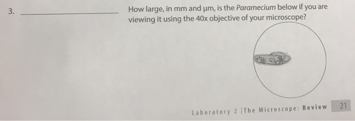 Solved 8. You are looking at a slide using the 40x | Chegg.com