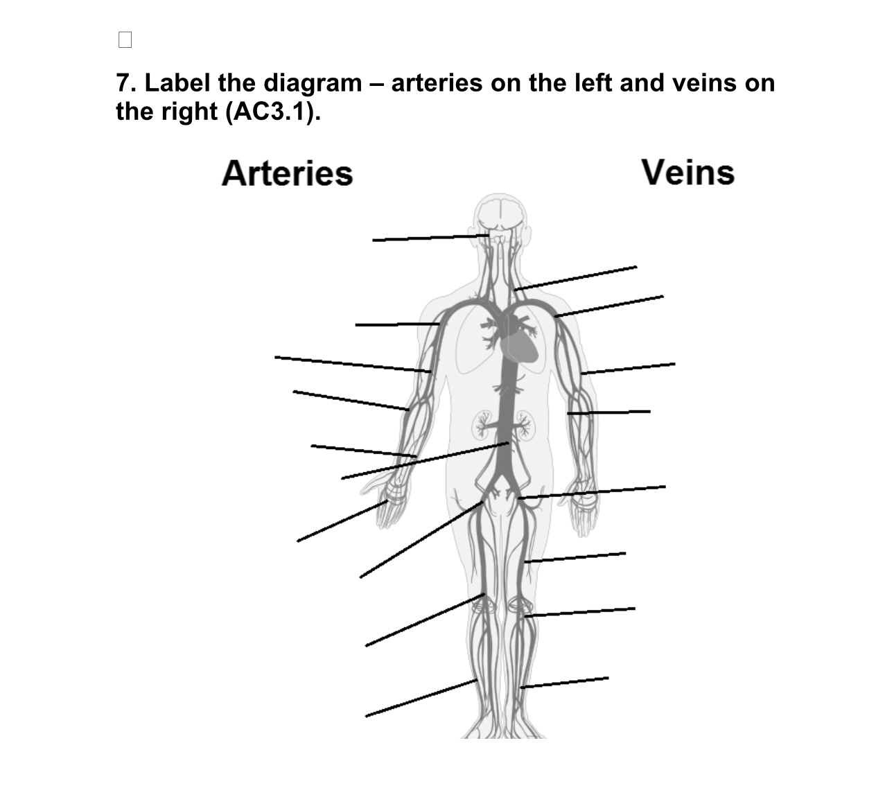 Label the diagram - ﻿arteries on the left and veins | Chegg.com