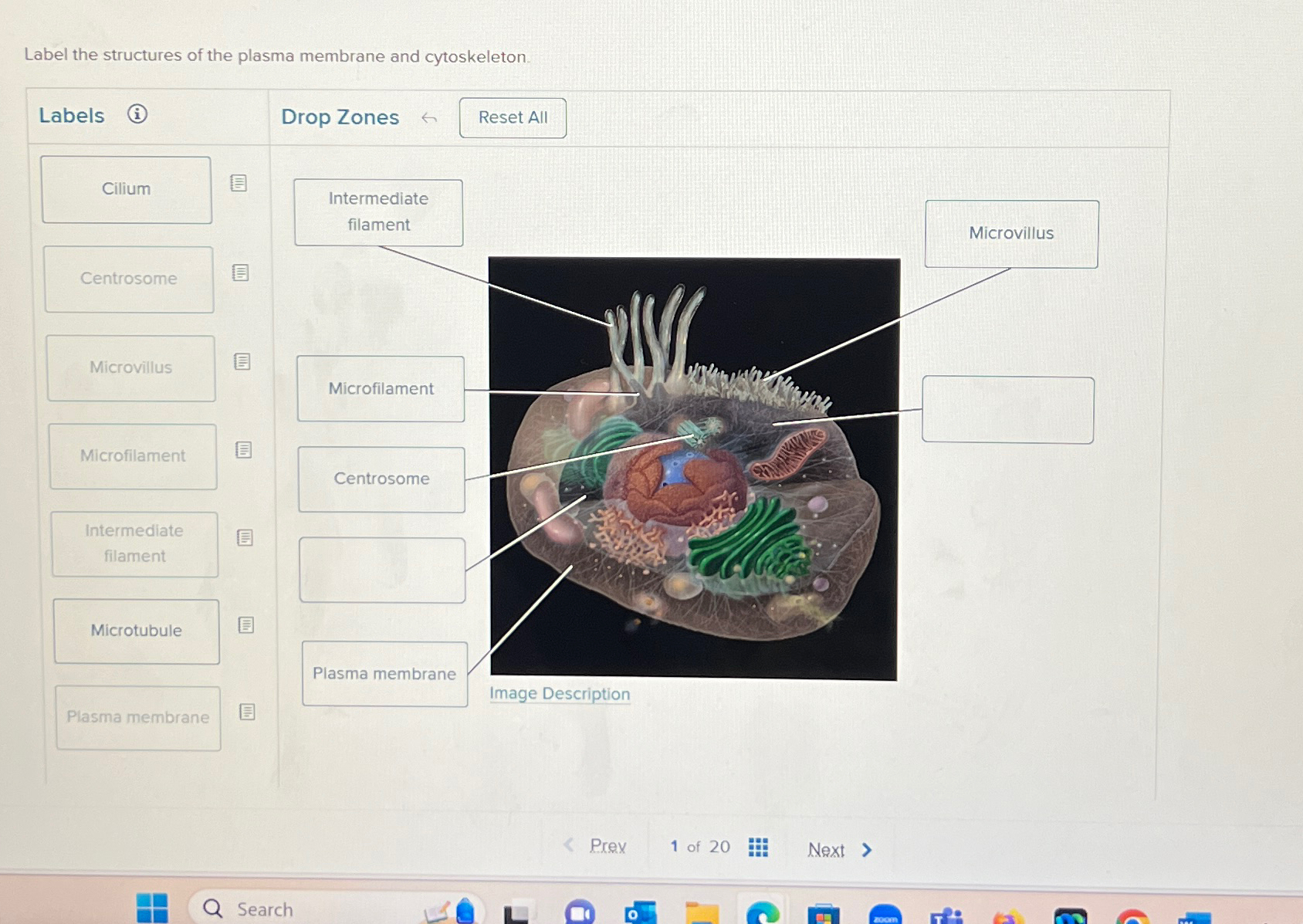 Solved Label the structures of the plasma membrane and | Chegg.com