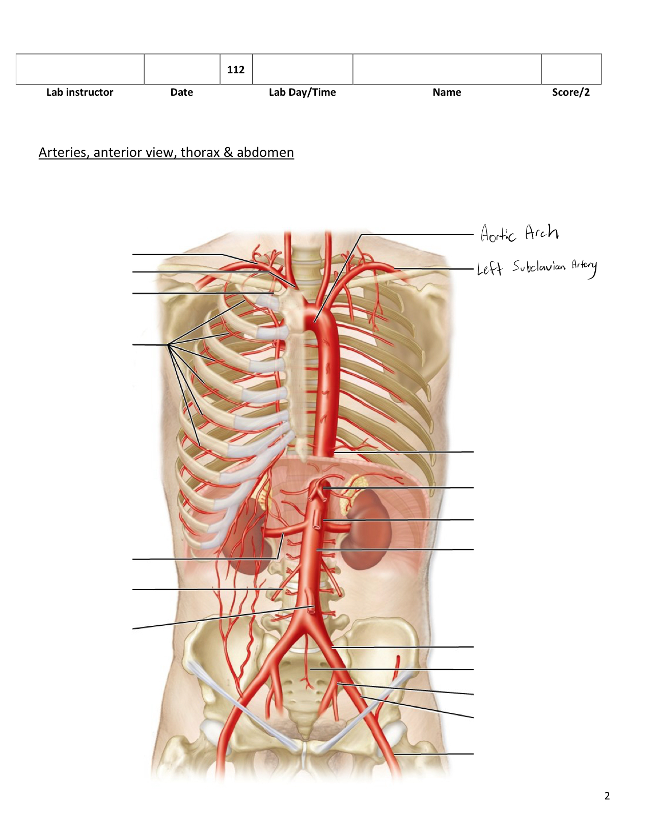 Solved Name the arteries\table[[,,112,,,],[Lab instructor , | Chegg.com