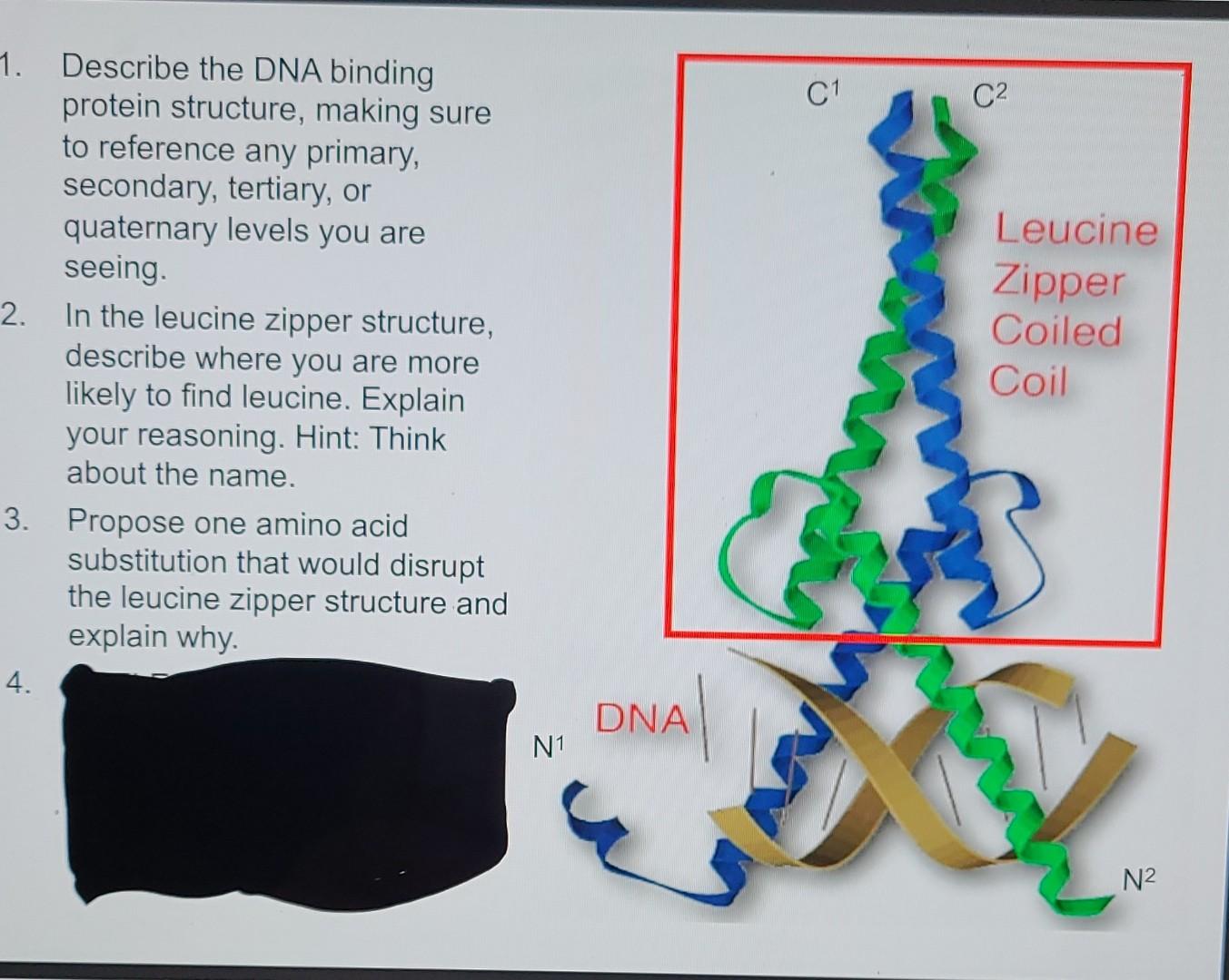 Solved C1 C2 1. Describe the DNA binding protein structure, | Chegg.com