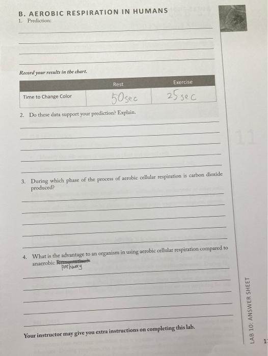 Solved LAB 10: ANSWER SHEET CELLULAR RESPIRATION Name Date | Chegg.com