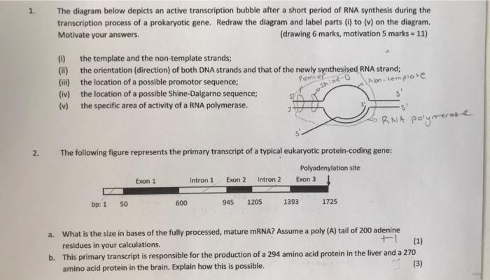 Solved 1. The diagram below depicts an active transcription | Chegg.com