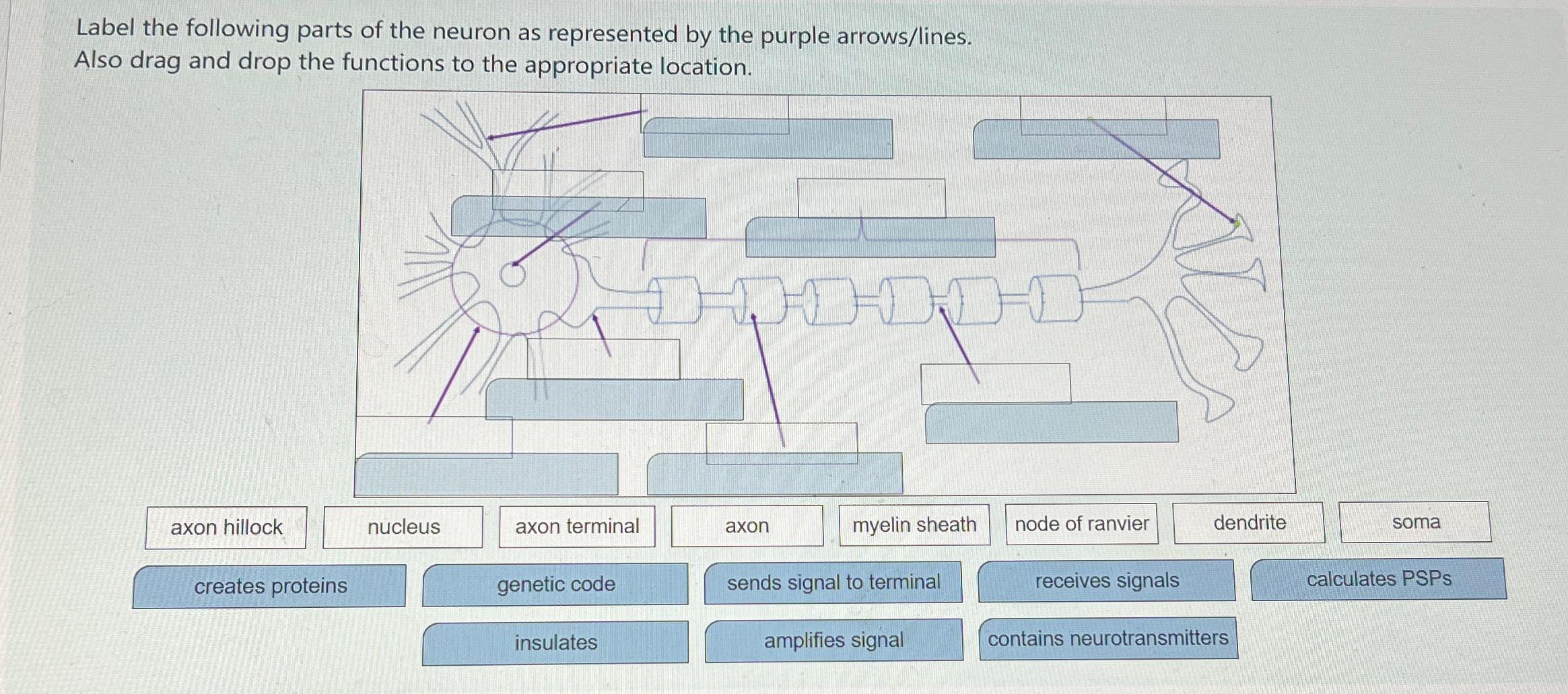 Solved Label the following parts of the neuron as | Chegg.com