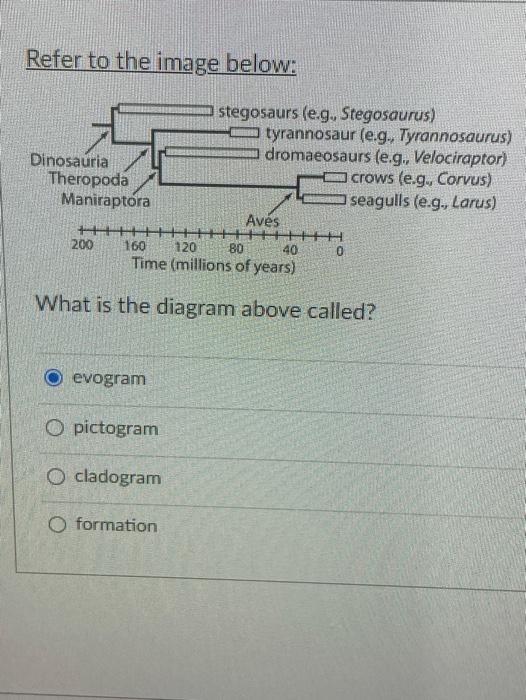 Solved Refer to the image below: stegosaurs (eg, | Chegg.com